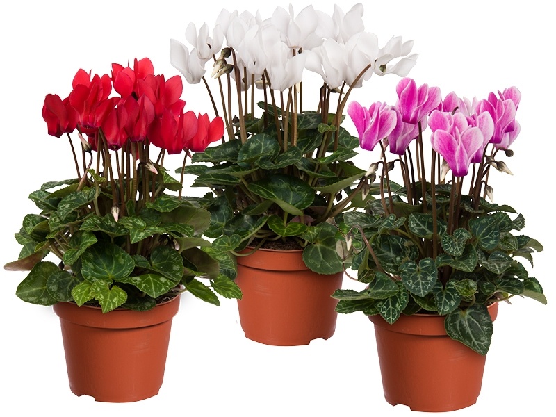 De kleurrijke Cyclaam - GroenRijk Tilburg