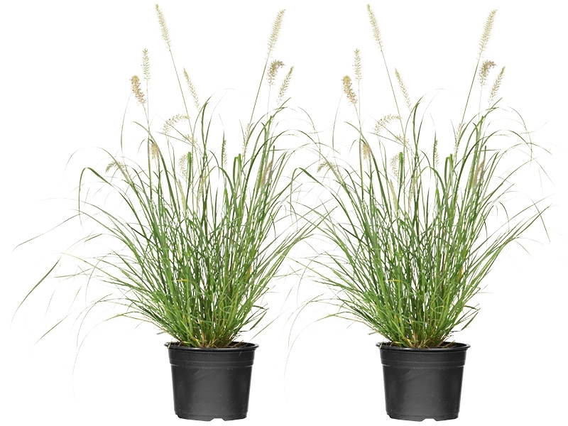 Siergras voor het hele jaar! - GroenRijk Tilburg