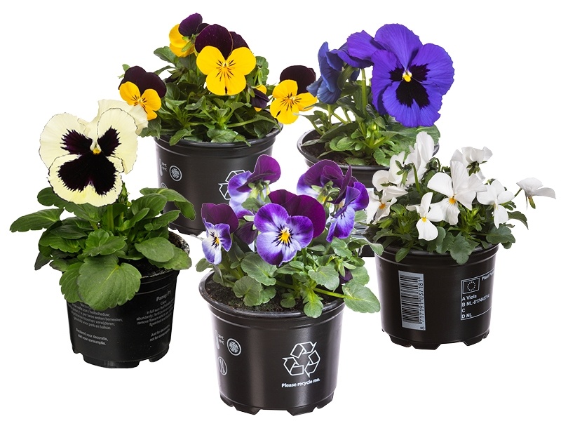 Vrolijke violen - GroenRijk Tilburg